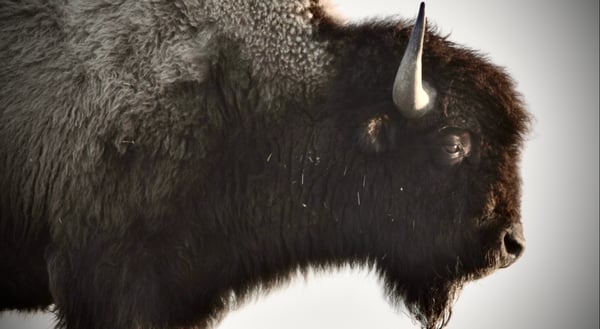 Fort Peck’s Buffalo Restoration and the America The Beautiful Challenge