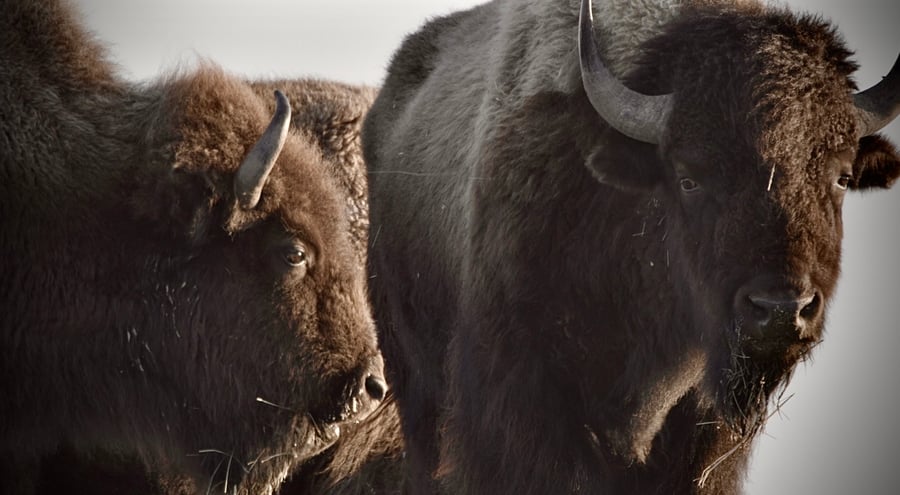 Fort Peck’s Buffalo Restoration and the America The Beautiful Challenge